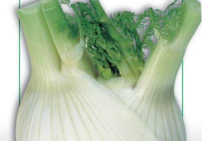 Fennel | Italian Garden Seeds Authentic Italian Seeds