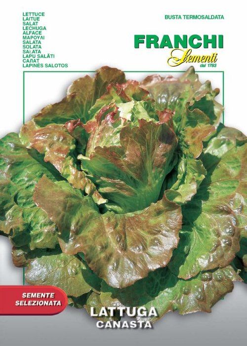 Lattuga- Lettuce Maravilla de Verano Canasta (79-72) :: Italian Garden ...